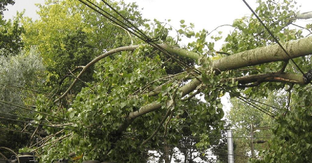 Review of Network Rail’s tree management launched | Rail Business UK ...