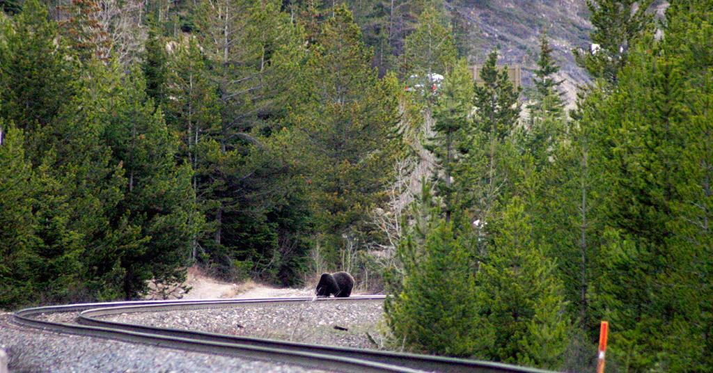 Grizzly bear study aims to reduce collisions with trains | News ...