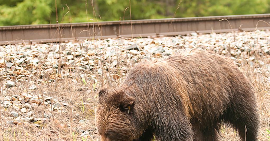 Grizzly bear study aims to reduce collisions with trains | News ...