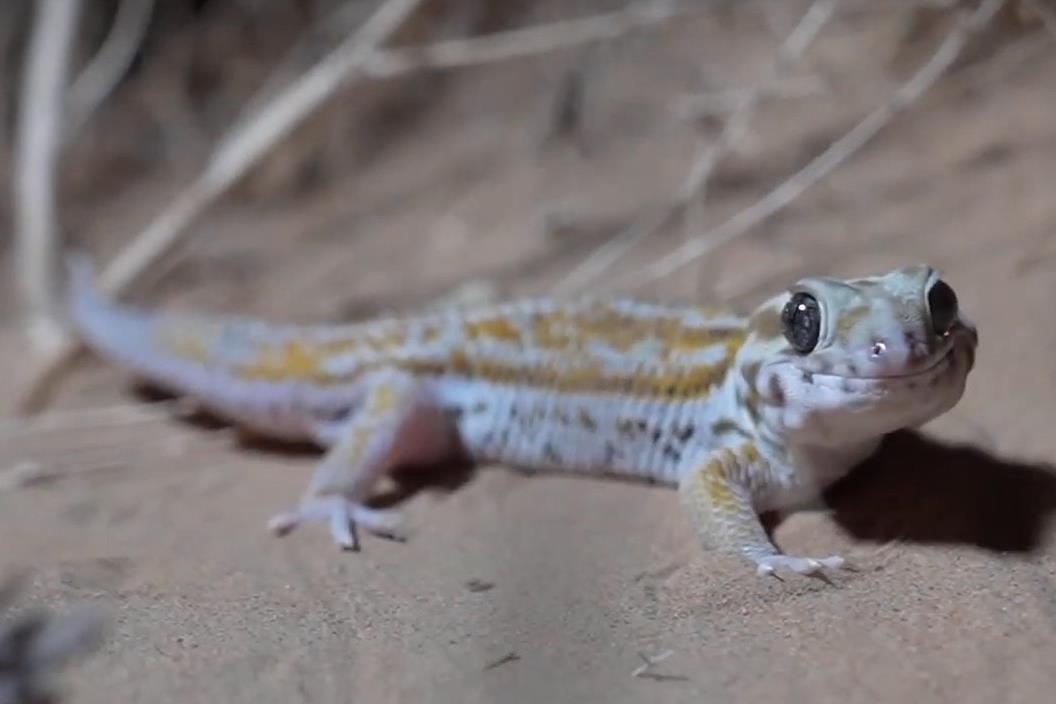 Persian wonder geckos relocated from Etihad Rail route | News | Railway ...