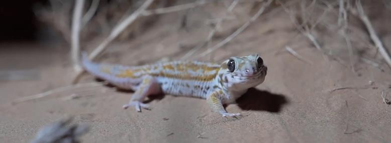Persian wonder geckos relocated from Etihad Rail route | News | Railway ...